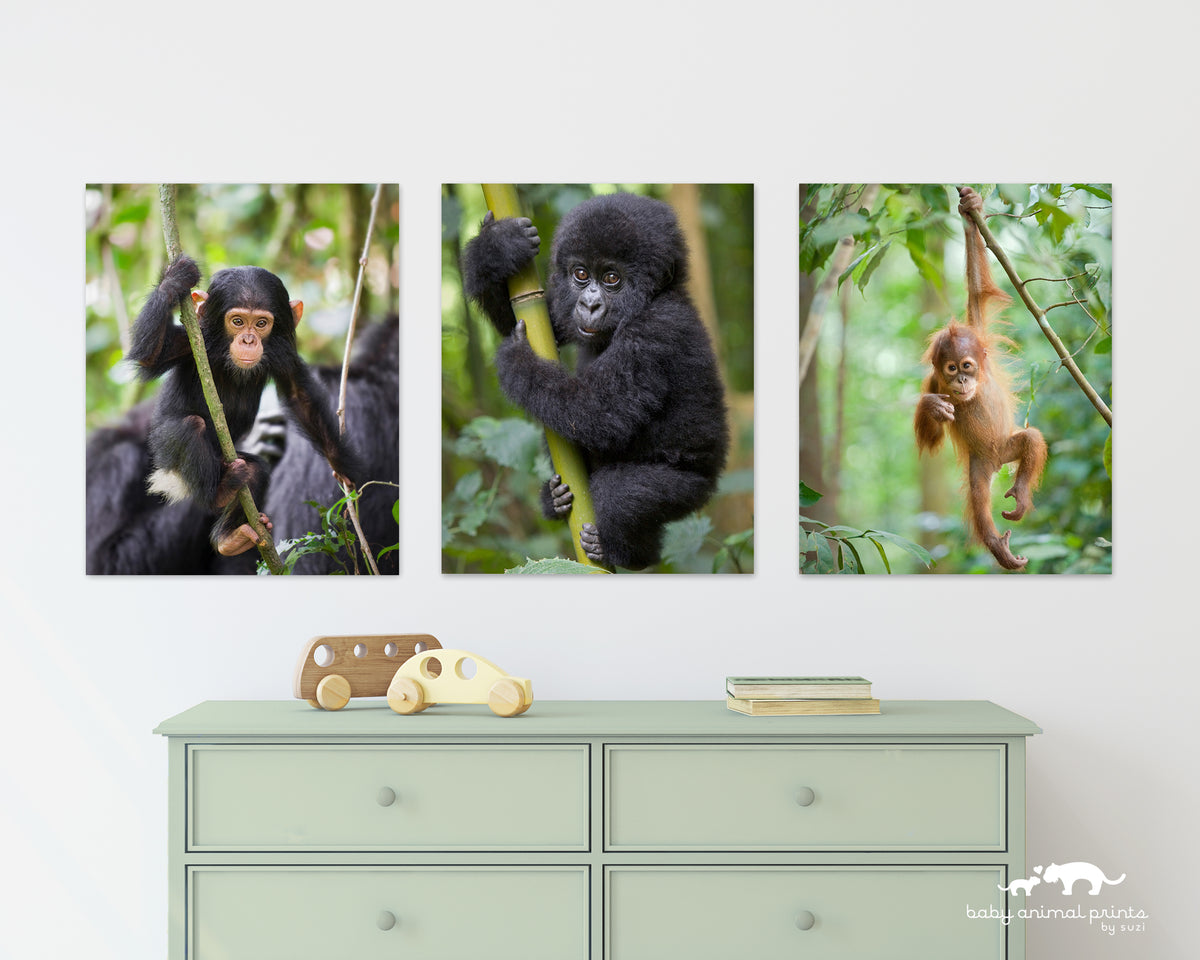 Jungle Baby Animals Photo Set (Color) – Baby Animal Prints by Suzi
