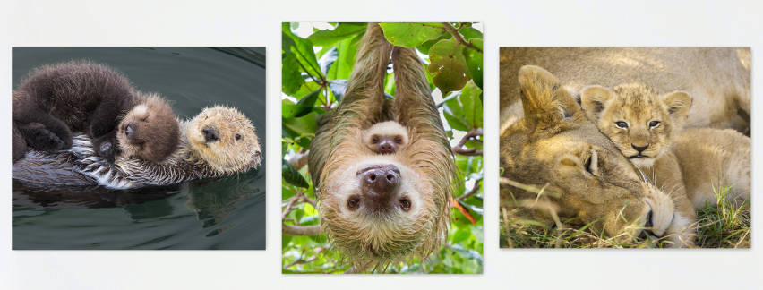 Snuggle Baby Animals Photo Set (Color) – Baby Animal Prints by Suzi