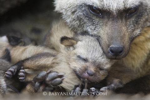 Kits and Cubs - Baby Animals that Share the Same Name – Baby Animal ...