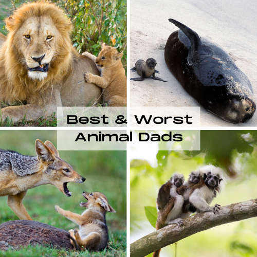 The Best & The Worst Animal Dads – Baby Animal Prints by Suzi