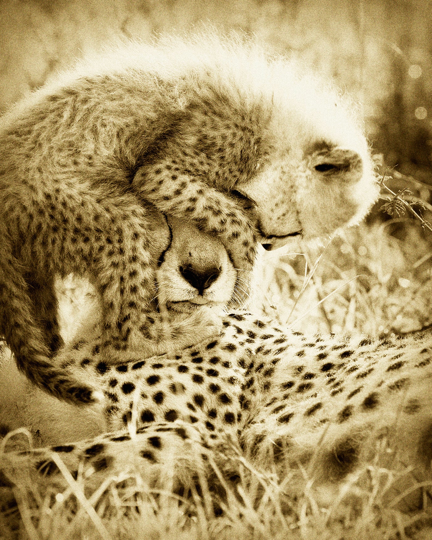 sepia animals