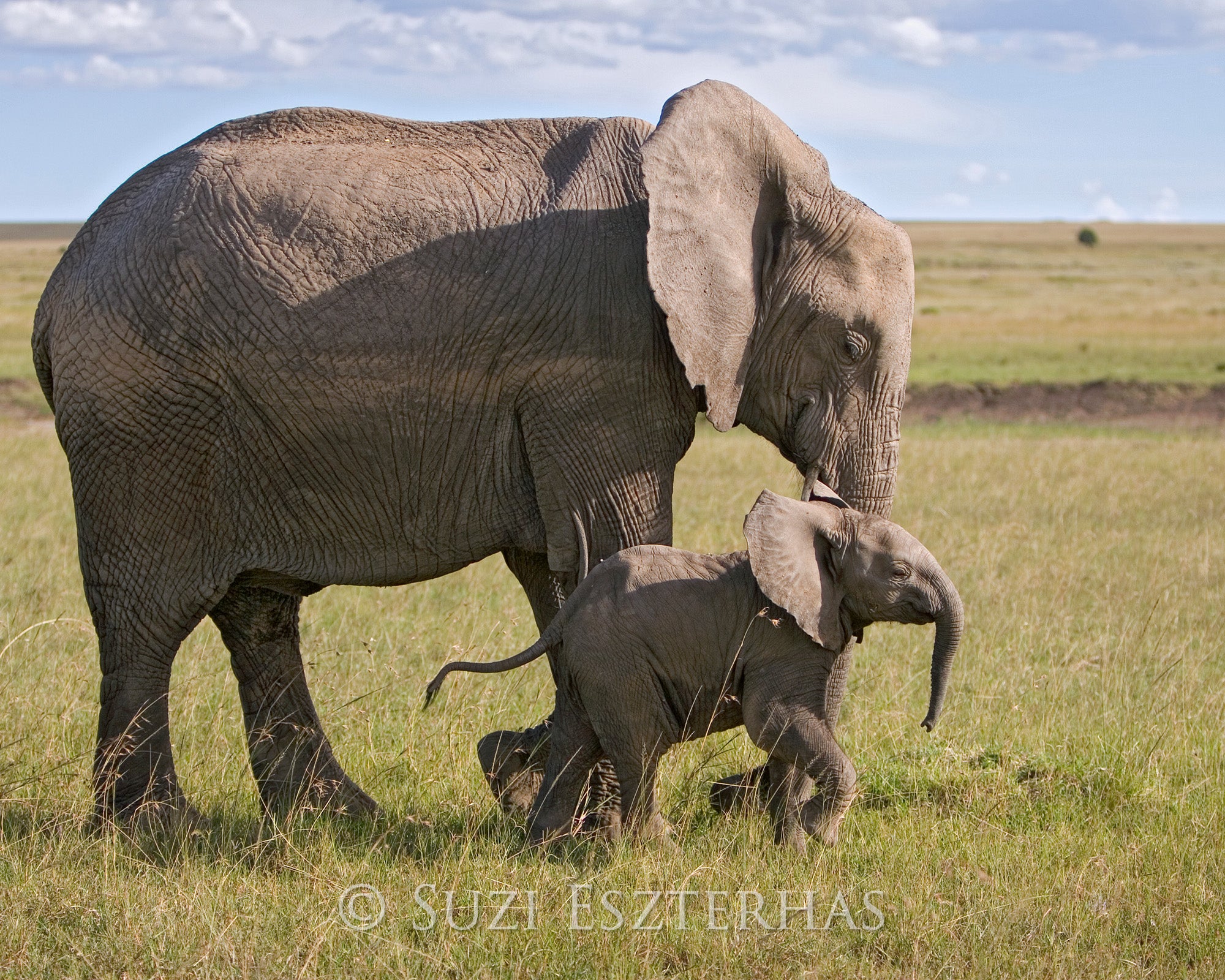 Happy Baby Elephant Pictures