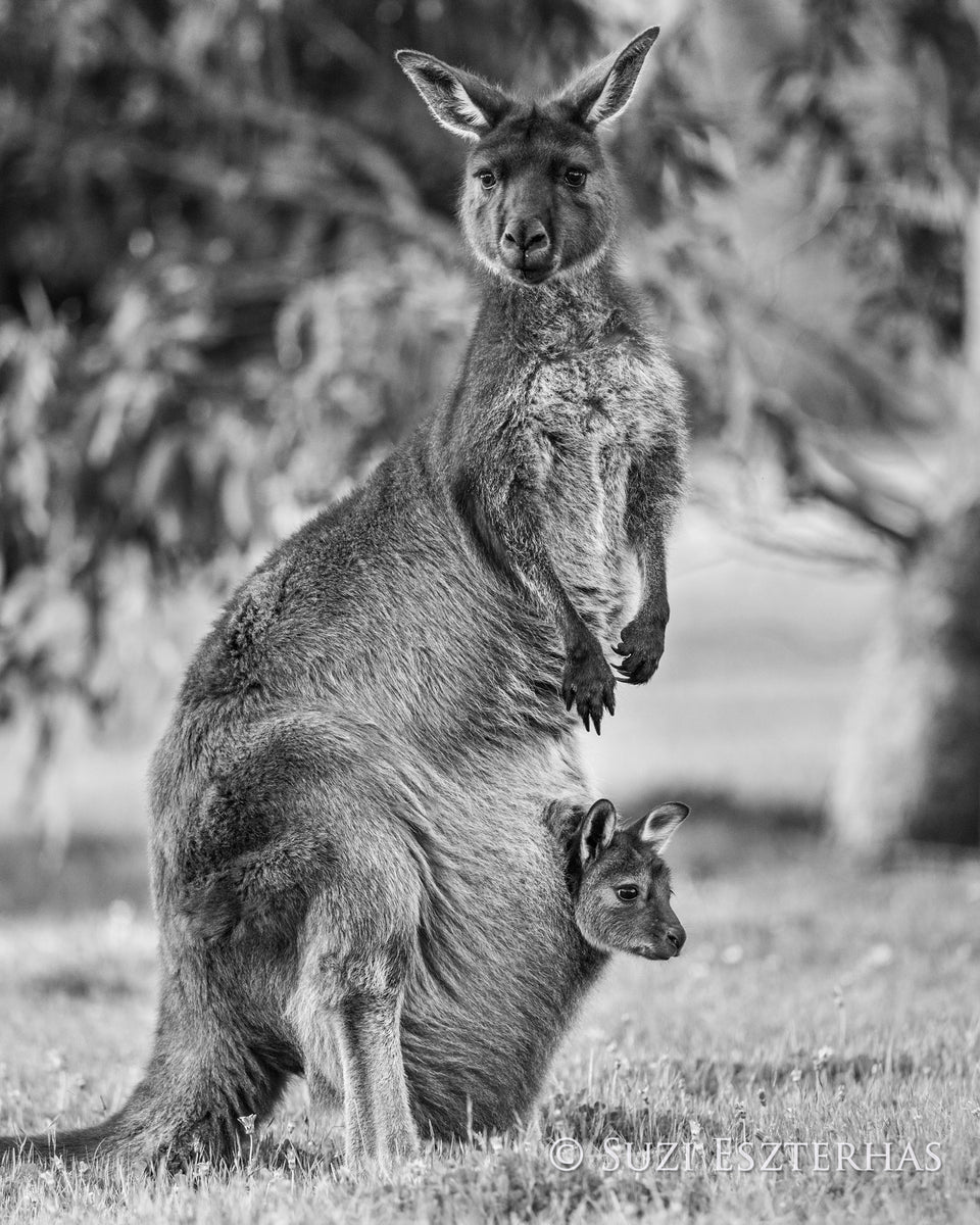 Kangaroo with Joey in Pouch Photo – Baby Animal Prints by Suzi
