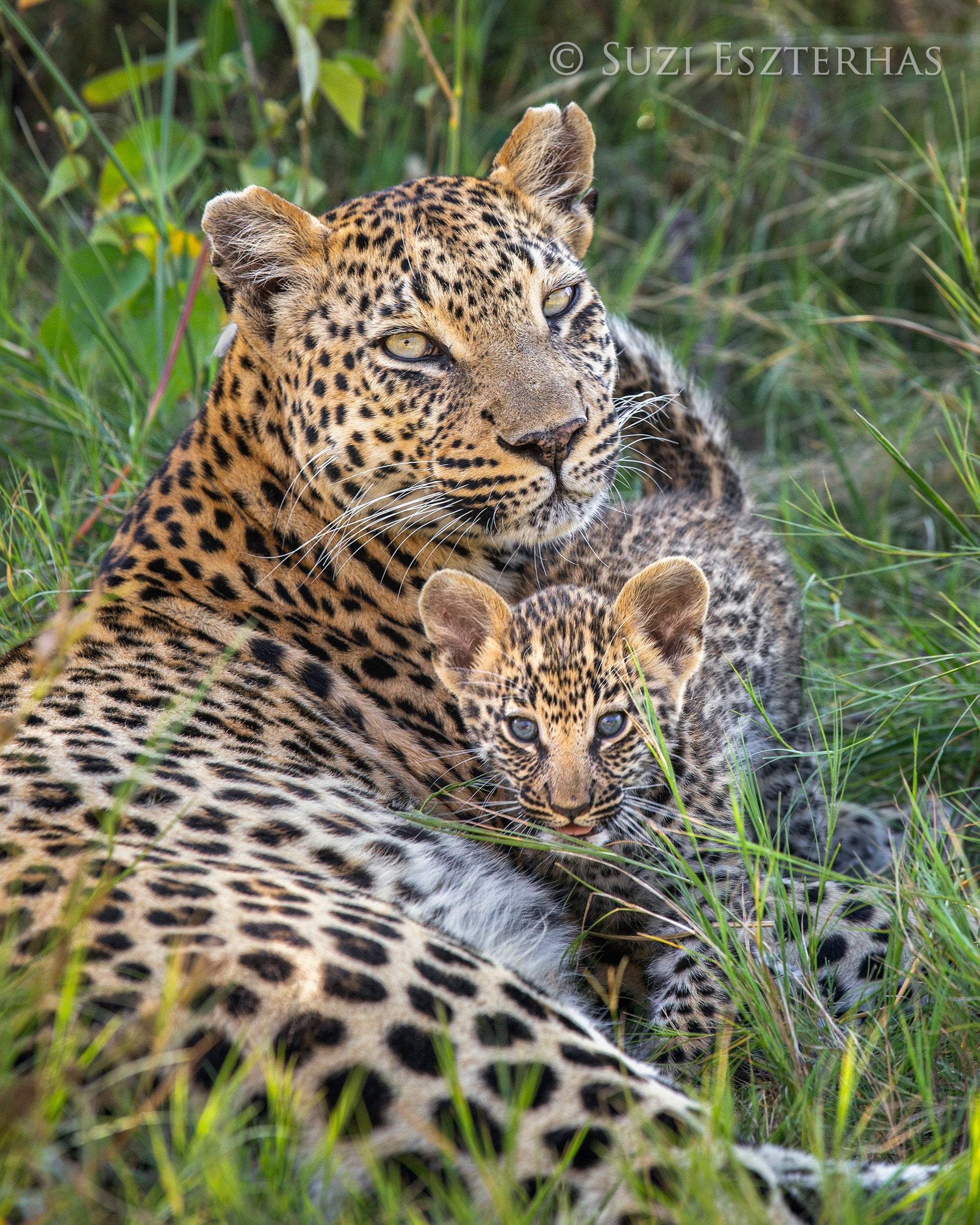 Leopard Cubs With Mother