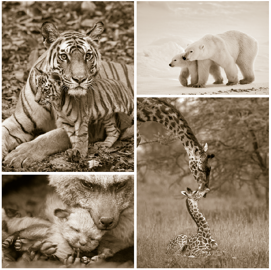 sepia animals