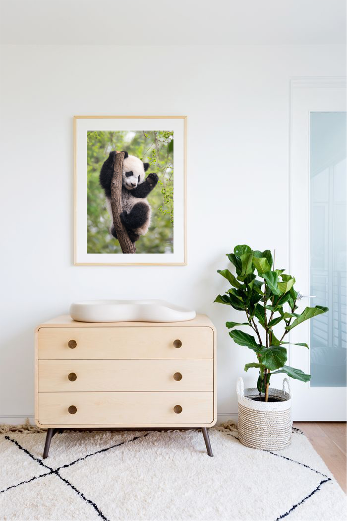 Playful Baby Panda Photo – Baby Animal Prints by Suzi