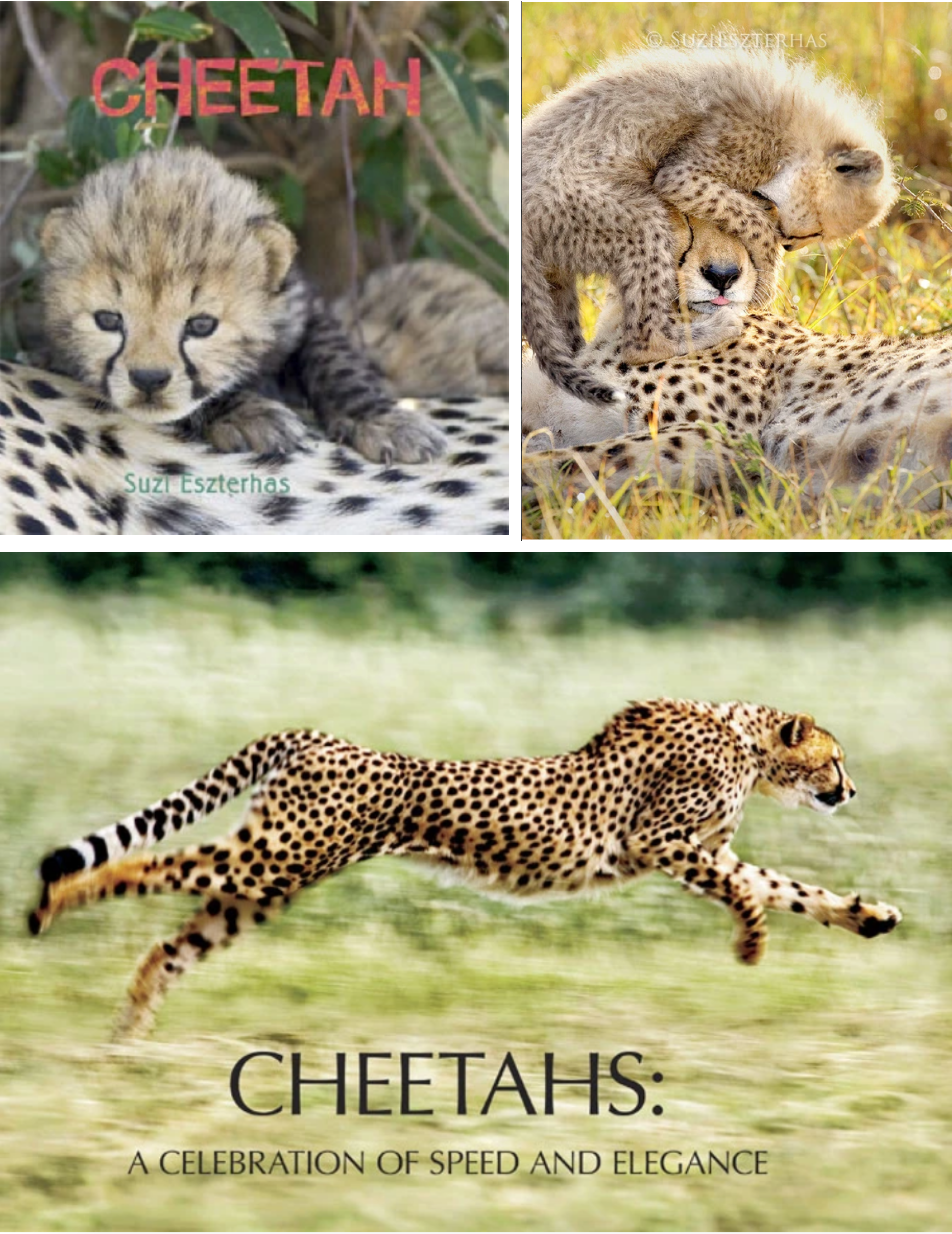 Types Of Cheetahs