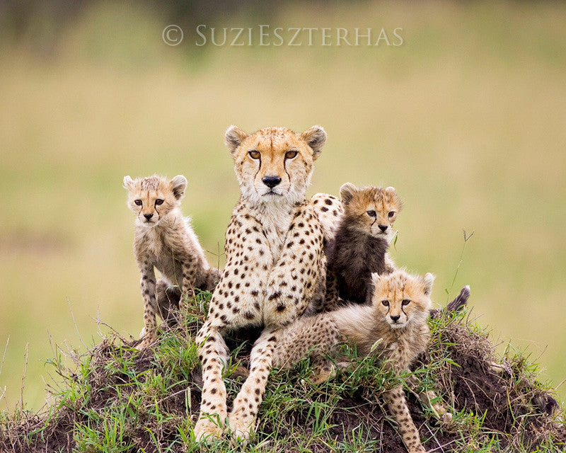 Baby Cheetah With Mom And Dad