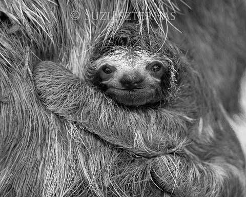 Baby Pygmy Sloth