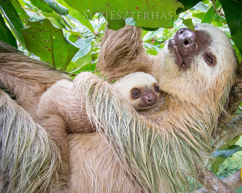 Baby Sloths Cuddling