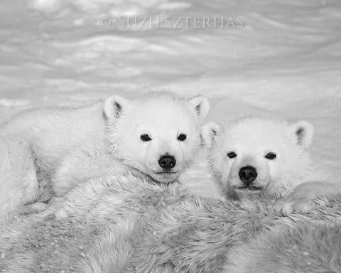 polar bear cubs coloring pages