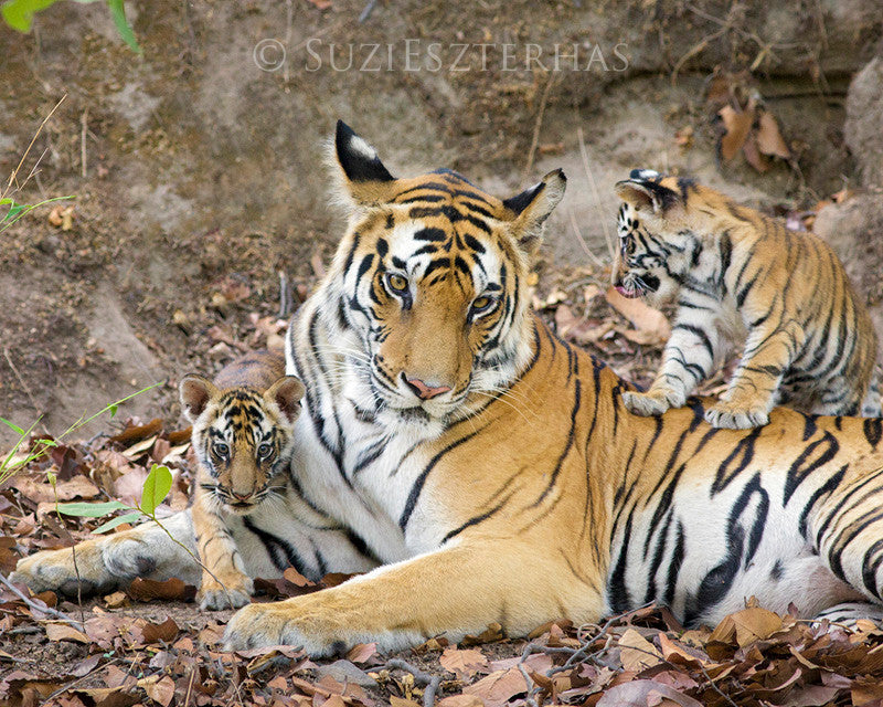 tiger with cubs coloring pages